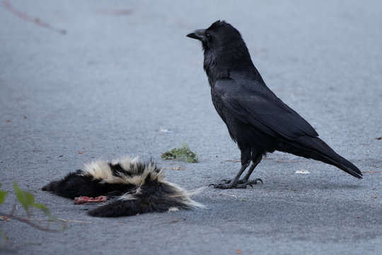 Roadkill Images – Browse 1,320 Stock Photos, Vectors, and Video | Adobe ...