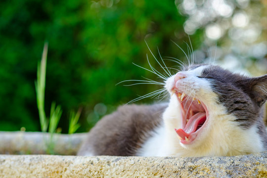 Somnoler bilder – Bläddra bland 128 stockfoton, vektorer och videor ...