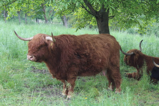 Wildrinder bilder – Bläddra bland 251 stockfoton, vektorer och videor ...