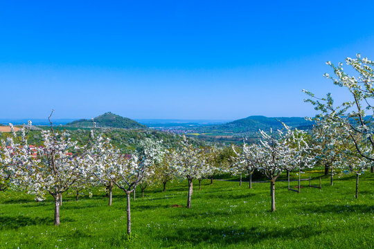 418 BESTE Kirschplantage BILDER, STOCK-FOTOS & -VEKTORGRAFIKEN | Adobe ...