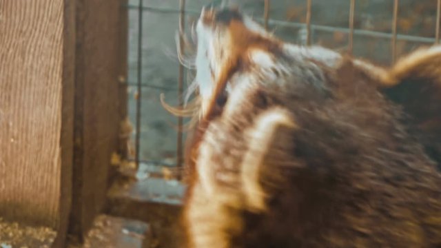 Hurt Zoo Animal Bilder – Durchsuchen 979 Archivfotos, Vektorgrafiken ...