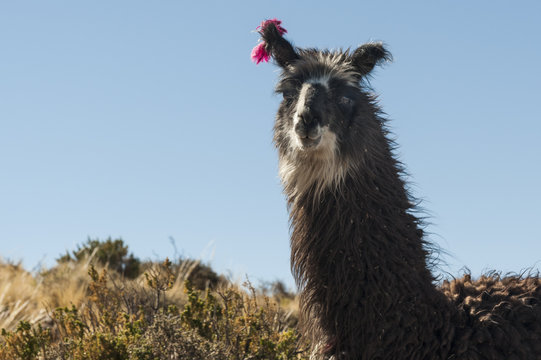Imagens de Coquesa – Explore Fotografias do Stock, Vetores e Vídeos de ...