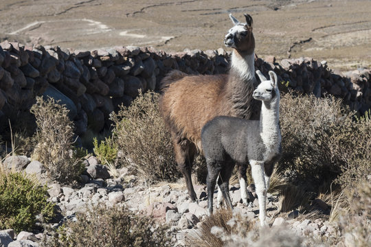 Imagens de Coquesa – Explore Fotografias do Stock, Vetores e Vídeos de ...