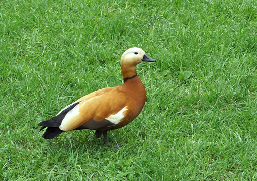 Ogar-Bilder: Stock-Fotos & -Videos. | Adobe Stock