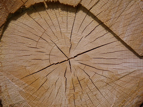 รูปภาพDendrologia – เลือกดูภาพถ่ายสต็อก เวกเตอร์ และวิดีโอ610 | Adobe Stock