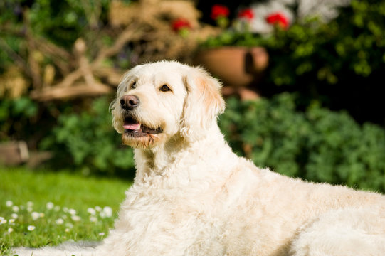 Labra - Images et vidéos libres de droits | Adobe Stock