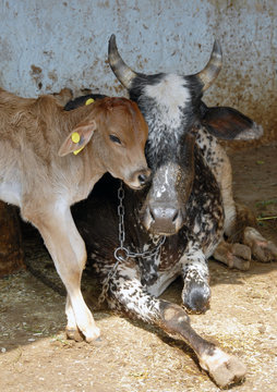 55 BEST Gaushala IMAGES, STOCK PHOTOS & VECTORS | Adobe Stock