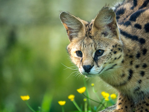 Serval Images – Browse 6,182 Stock Photos, Vectors, and Video | Adobe Stock