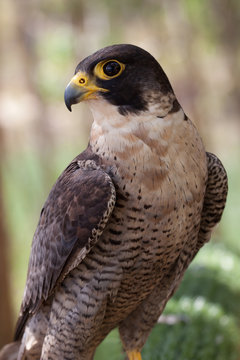 Alcon Billeder – Gennemse 292 stockfotos, vektorer og videoer | Adobe Stock