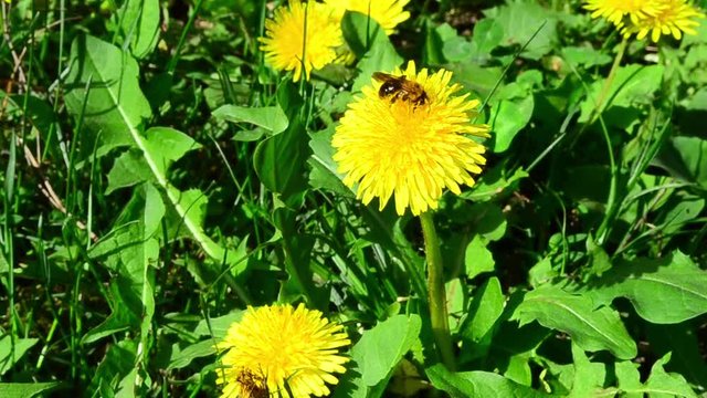 Anthophila Images – Parcourir 1,660 le catalogue de photos, vecteurs et ...