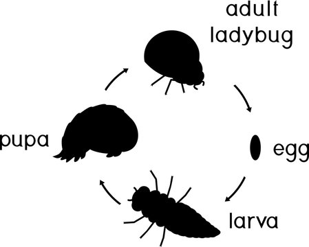 รูปภาพHemimetaboly – เลือกดูภาพถ่ายสต็อก เวกเตอร์ และวิดีโอ114 | Adobe ...