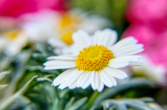 Magarite Bilder – Durchsuchen 226 Archivfotos, Vektorgrafiken und ...