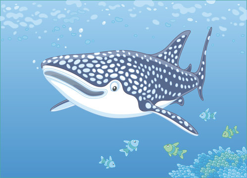 Butanding Images – Browse 6,637 Stock Photos, Vectors, and Video ...