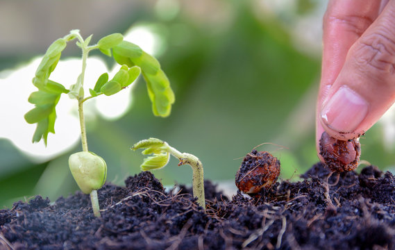 "Seed To Tree" Images – Browse 27 Stock Photos, Vectors, and Video ...