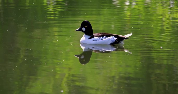 รูปภาพGagol – เลือกดูภาพถ่ายสต็อก เวกเตอร์ และวิดีโอ5 | Adobe Stock