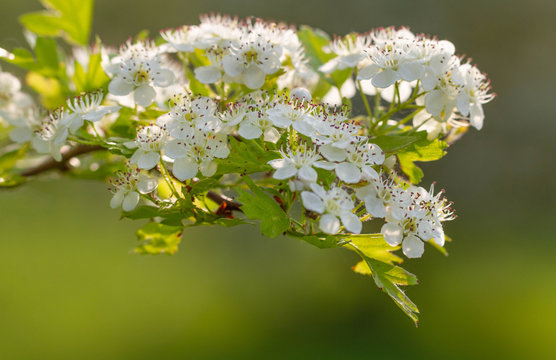 May-Tree Images – Browse 39,764 Stock Photos, Vectors, and Video ...