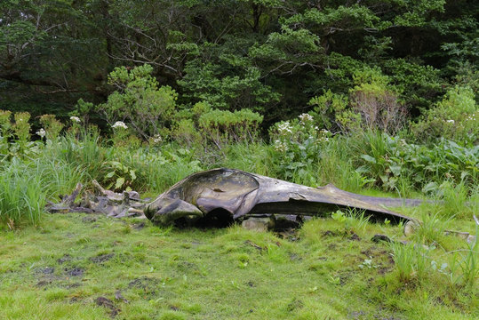 Seiwal Bilder – Durchsuchen 82 Archivfotos, Vektorgrafiken und Videos ...