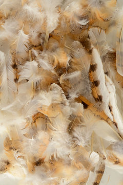 "Plume Texture" Images – Browse 25 Stock Photos, Vectors, and Video ...