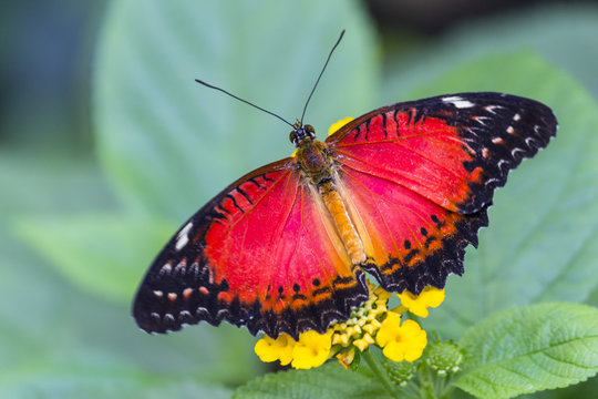 Falter Images – Browse 57,866 Stock Photos, Vectors, and Video | Adobe ...