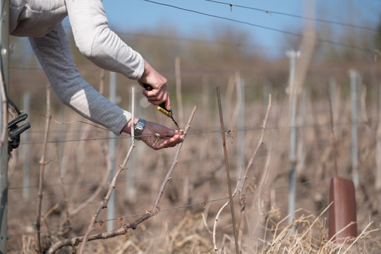 Liage Images – Browse 27 Stock Photos, Vectors, and Video | Adobe Stock