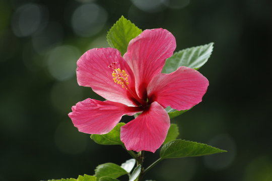 「Joba」の写真素材 | 194件の無料イラスト画像 | Adobe Stock