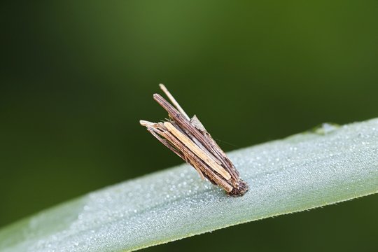 รูปภาพCasta – เลือกดูภาพถ่ายสต็อก เวกเตอร์ และวิดีโอ852 | Adobe Stock