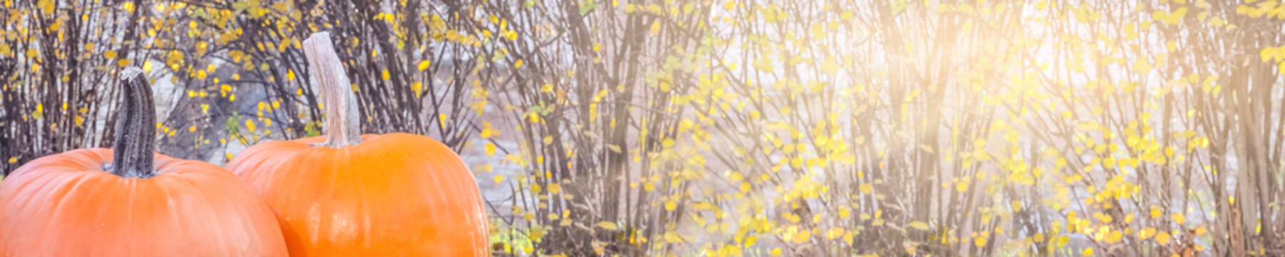 Pumpkin Header Images – Browse 5,472 Stock Photos, Vectors, and Video ...