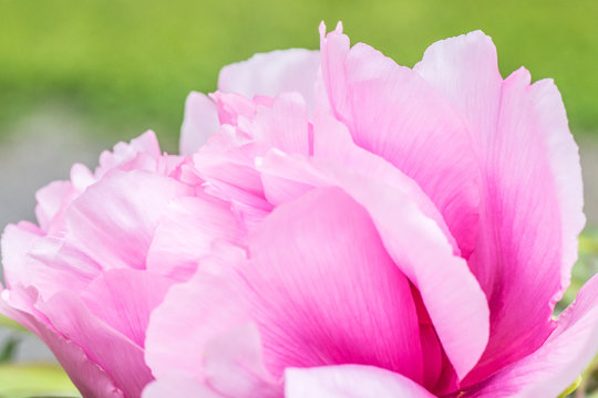 Pfingstblumen Bilder – Durchsuchen 137 Archivfotos, Vektorgrafiken und ...