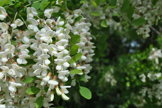 Akacja Images – Browse 433 Stock Photos, Vectors, and Video | Adobe Stock