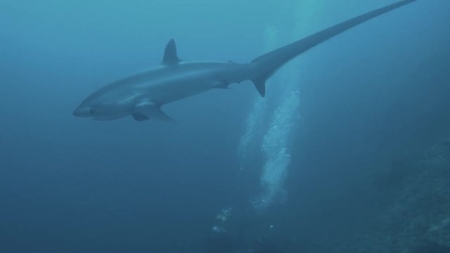 "Thresher Shark" Images – Browse 3,218 Stock Photos, Vectors, and Video ...