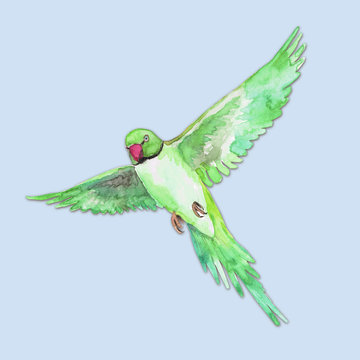 "Indian Ringneck Parakeet" Images – Browse 4,311 Stock Photos, Vectors ...