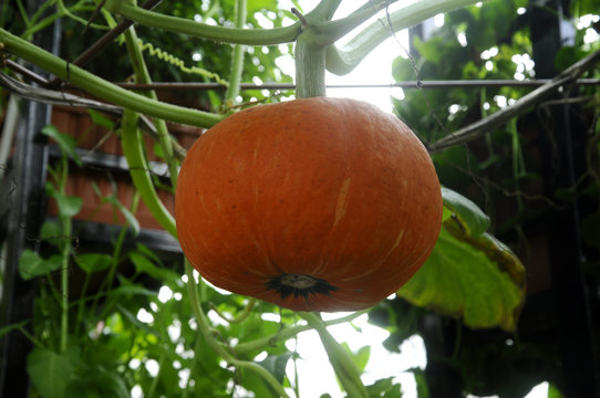 "Pumpkin Tree" Images – Browse 9 Stock Photos, Vectors, and Video ...