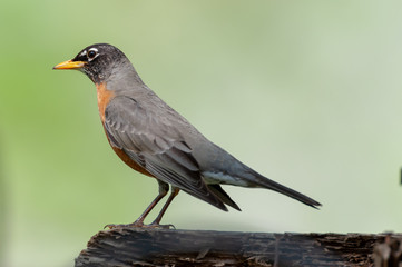 Randy Anderson photos, images, assets | Adobe Stock