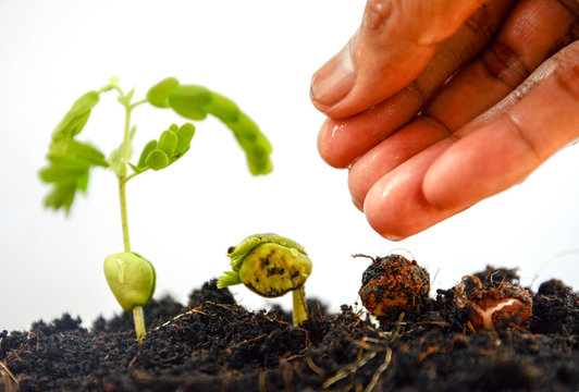 "Seed To Tree" Images – Browse 59 Stock Photos, Vectors, and Video ...