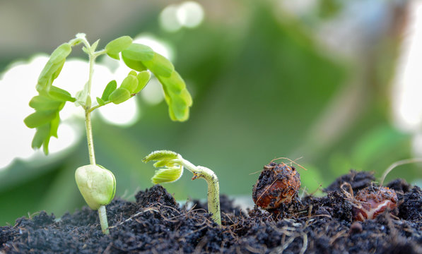 "Seed To Tree" Images – Browse 27 Stock Photos, Vectors, and Video ...