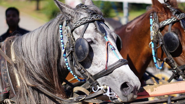 รูปภาพPhaeton – เลือกดูภาพถ่ายสต็อก เวกเตอร์ และวิดีโอ324,486 | Adobe Stock