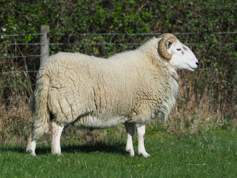 รูปภาพTup – เลือกดูภาพถ่ายสต็อก เวกเตอร์ และวิดีโอ144,556 | Adobe Stock