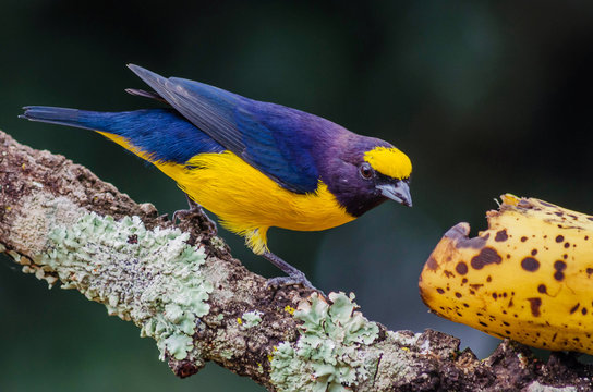 「Euphonia」の画像 - 639 件の Stock 写真、ベクターおよびビデオ | Adobe Stock
