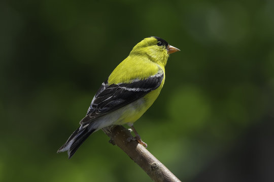 Granivore bilder – Bläddra bland 2,292 stockfoton, vektorer och videor ...
