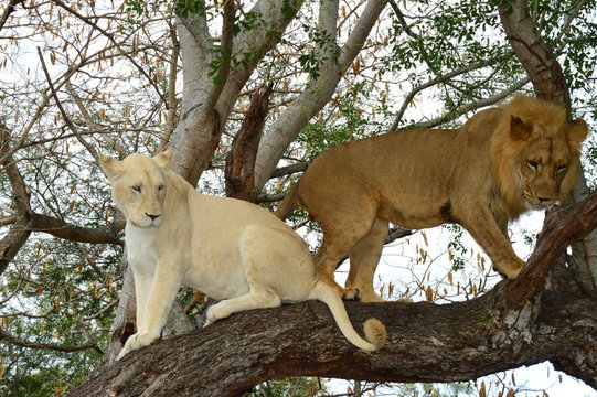 「Lionees」の画像 - 552 件の Stock 写真、ベクターおよびビデオ | Adobe Stock