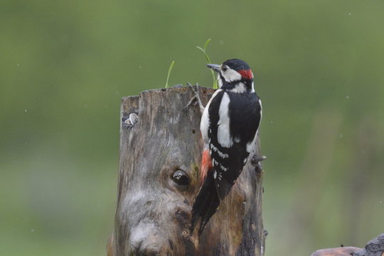 Picchio Images – Browse 1,387 Stock Photos, Vectors, and Video | Adobe ...