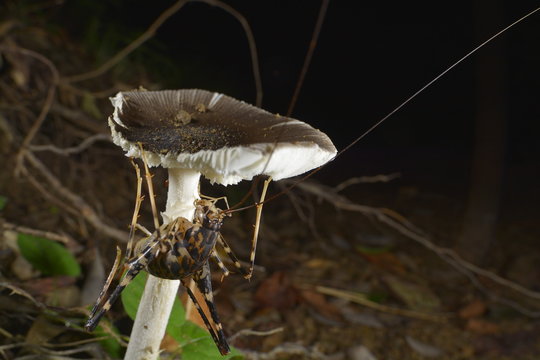 รูปภาพSprickets – เลือกดูภาพถ่ายสต็อก เวกเตอร์ และวิดีโอ175 | Adobe Stock