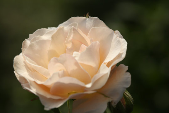 Rosoe Images – Browse 39 Stock Photos, Vectors, and Video | Adobe Stock