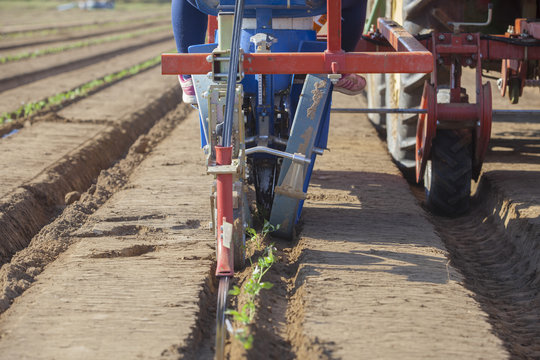 รูปภาพTransplanter – เลือกดูภาพถ่ายสต็อก เวกเตอร์ และวิดีโอ756 | Adobe ...