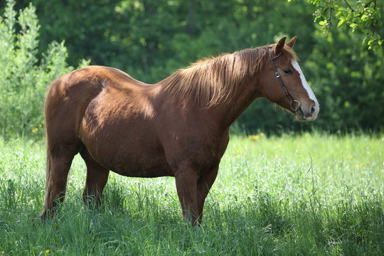 Westernpferd bilder – Bläddra bland 1,378 stockfoton, vektorer och ...