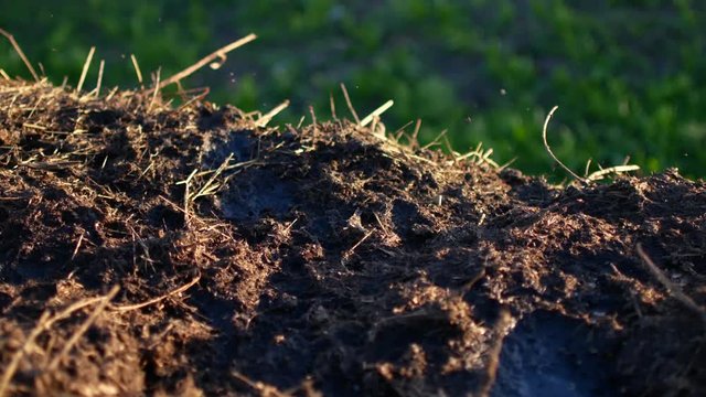 「Muck-Heap」の写真素材 | 21件の無料イラスト画像 | Adobe Stock