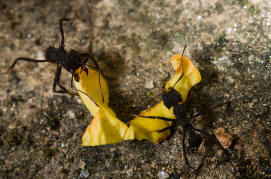 รูปภาพFormiga – เลือกดูภาพถ่ายสต็อก เวกเตอร์ และวิดีโอ1,138 | Adobe Stock