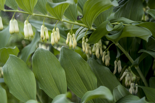 รูปภาพPolygonatum – เลือกดูภาพถ่ายสต็อก เวกเตอร์ และวิดีโอ2,172 | Adobe ...