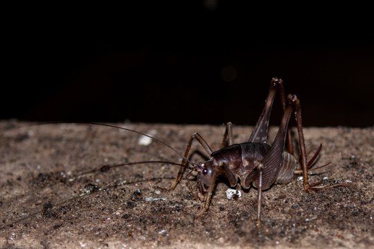 รูปภาพSprickets – เลือกดูภาพถ่ายสต็อก เวกเตอร์ และวิดีโอ154 | Adobe Stock