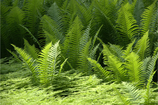 รูปภาพFarn – เลือกดูภาพถ่ายสต็อก เวกเตอร์ และวิดีโอ17,598 | Adobe Stock